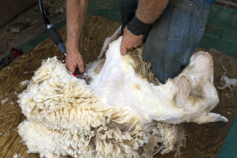 Shearing a Sheep stock photo. Image of industry, animal - 20277256