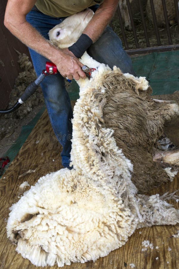 Shearing a Sheep stock photo. Image of farm, textile - 20277272