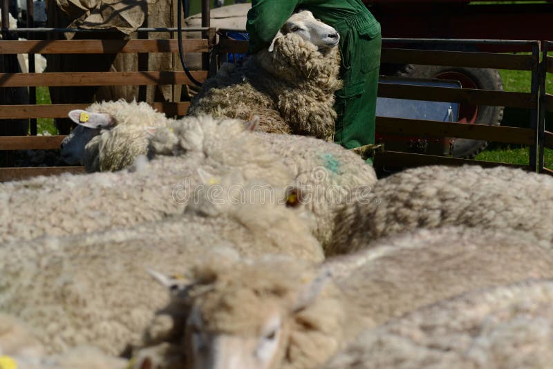 Shearing Sheep stock photo. Image of grass, farm, animal - 86036004