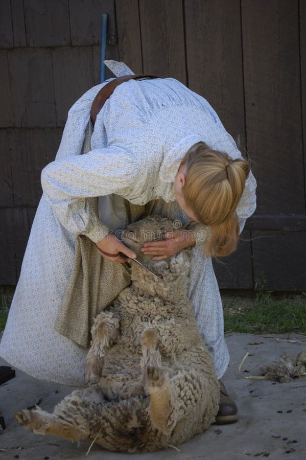 Shearing Sheep VI stock photo. Image of curly, nostalgia - 884994
