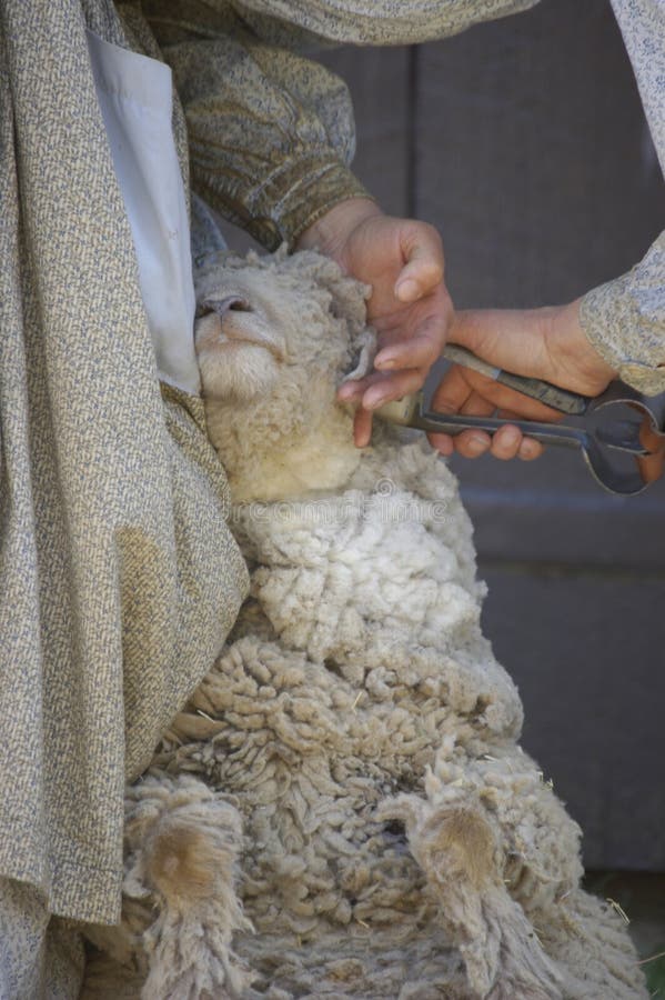 Shearing Sheep VII stock image. Image of clipping, manual - 885001