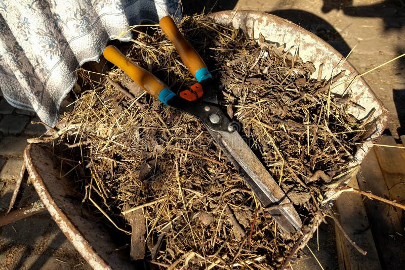 Barrow with straw stock image. Image of cart, bovine - 59475017