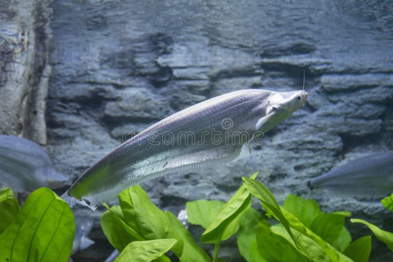 105 Blue Wels Stock Photos - Free & Royalty-Free Stock Photos from ...