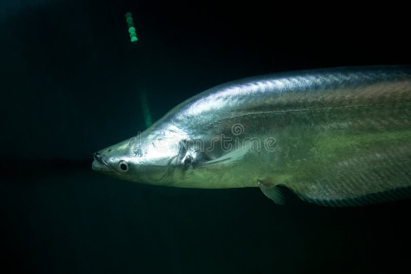 Sheatfish Swimming in the Aquarium. Micronema Apogon. Stock Image ...