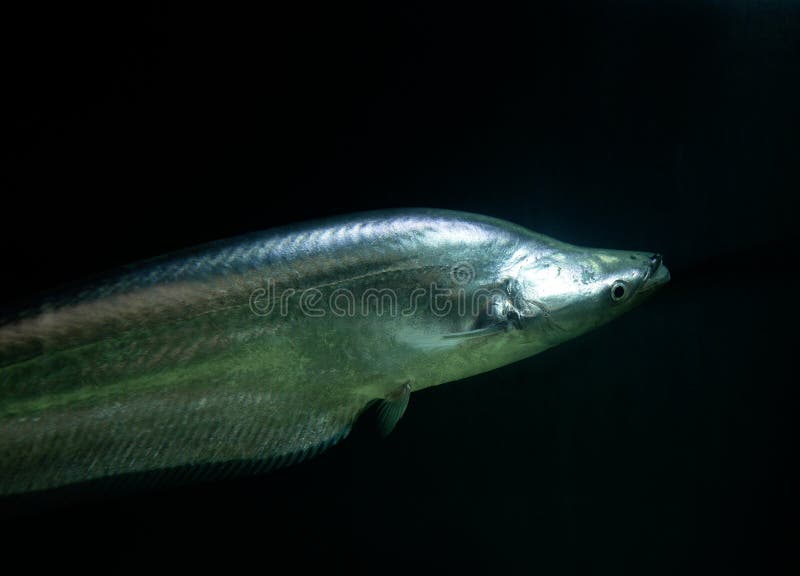 Sheatfish stock photo. Image of healthy, delicious, health - 69511700