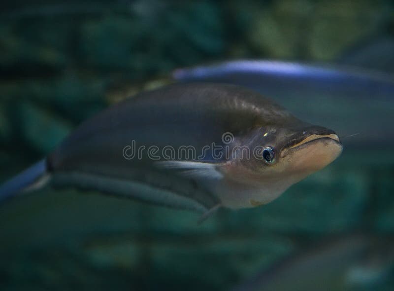 Sheatfish stock photo. Image of food, local, sell, sale - 56866298