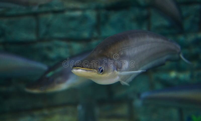 Sheatfish stock photo. Image of fresh, healthy, local - 56866384