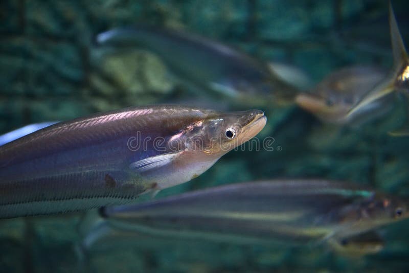 Sheatfish stock photo. Image of bream, sheatfish, market - 56871968