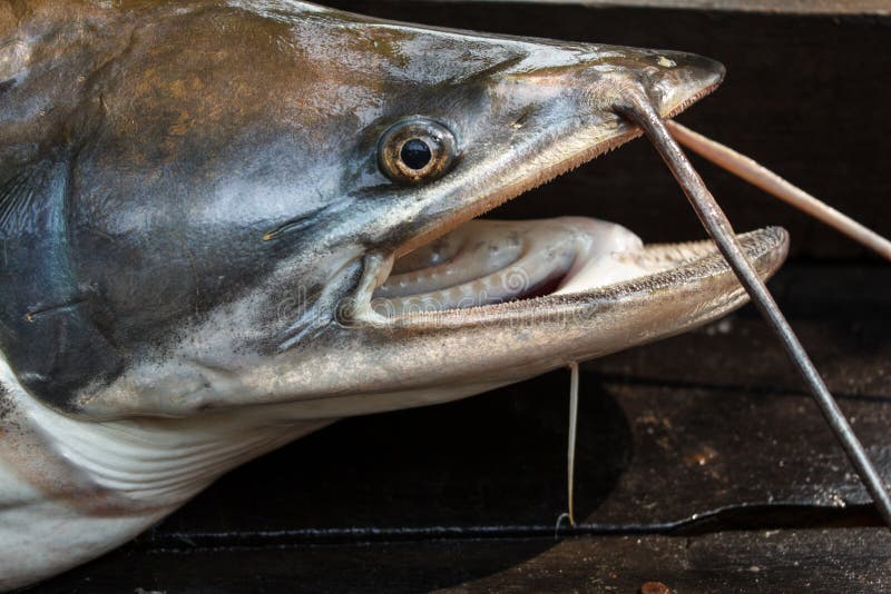 Sheatfish stock photo. Image of tail, freshwater, black - 39615032