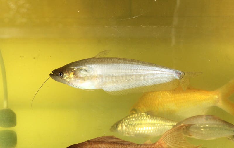 Sheatfish stock photo. Image of group, nature, sheatfish - 33250048