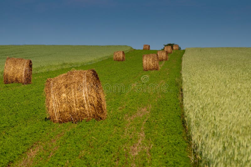 Sheaves stock image. Image of nature, sunny, weather - 15086765