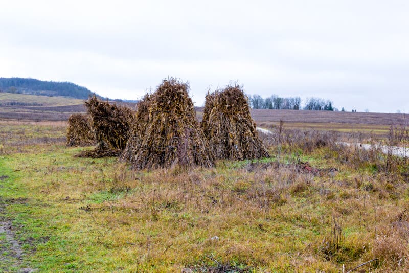 Sheaves of Corn Harvest by Hand in an Old Fashioned Style Dry Stock ...