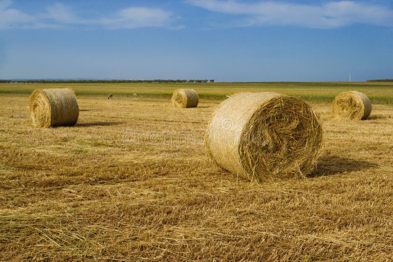 Sheaves on field stock photo. Image of bale, blue, country - 73363728