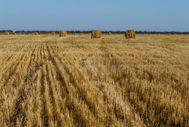 Haystacks in a Field of Wheat Stock Photo - Image of crop, countryside ...