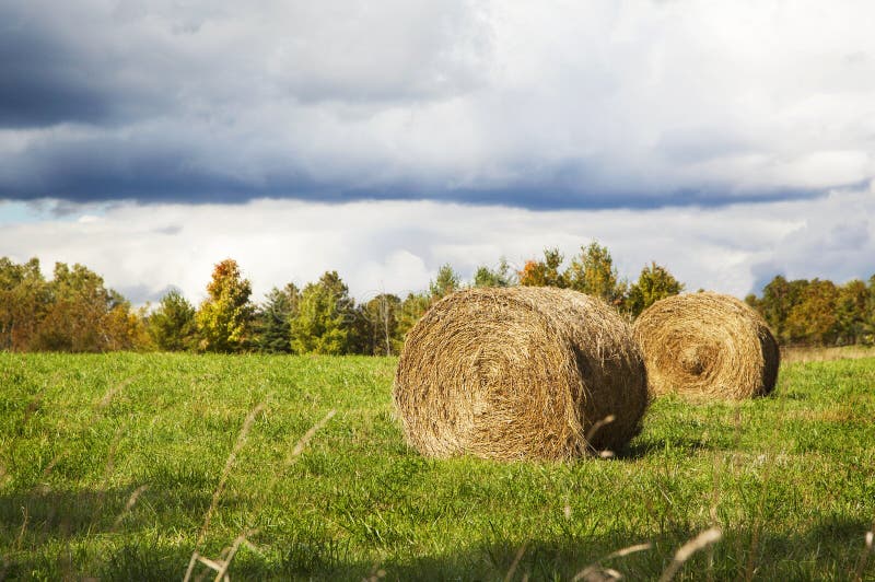 Sheaves of Hay Lying in a Field before the Rain Stock Photo - Image of ...