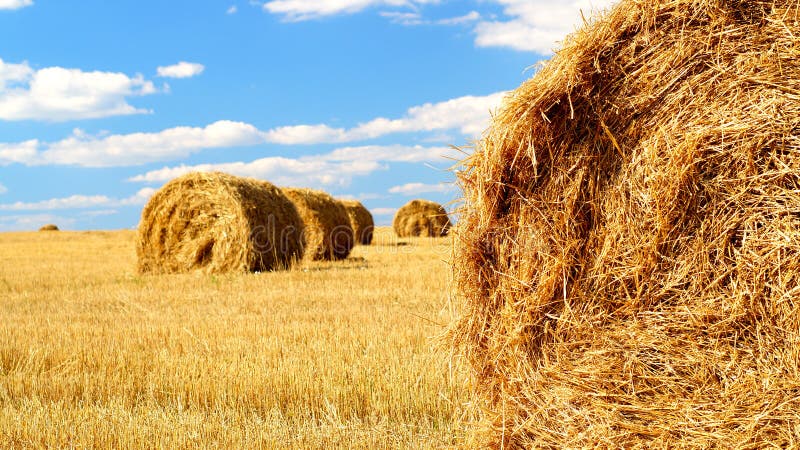 Sheaves of hay stock image. Image of blue, harvesting - 58427881