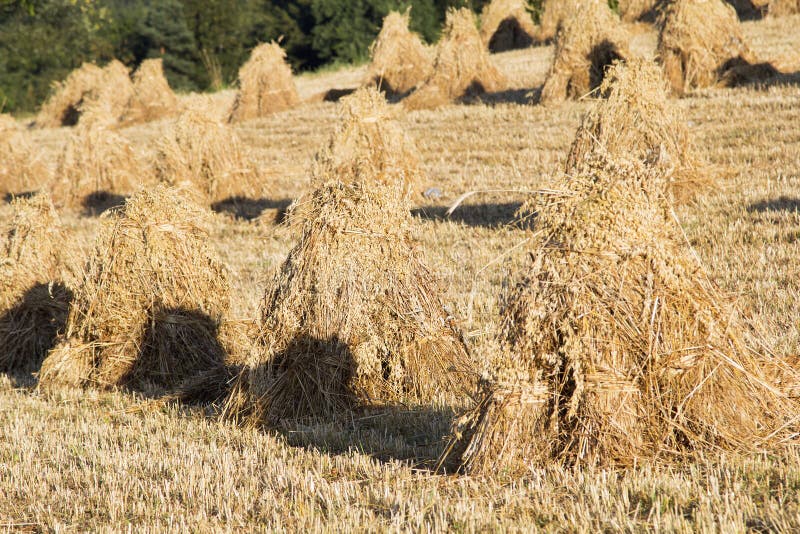 Sheaves of Corn Standing Upright As Group Stock Photo - Image of farmer ...