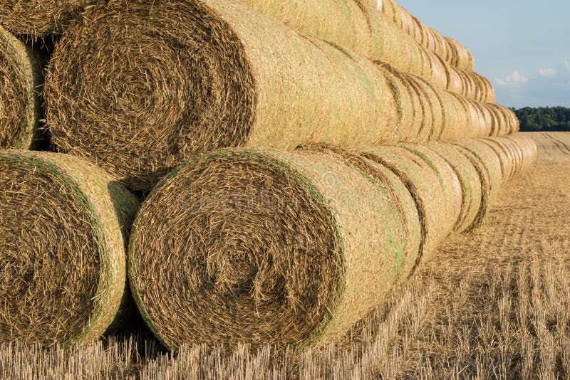 Sheaves of Straw Arranged in the Field. Work Done during Harvest Stock ...