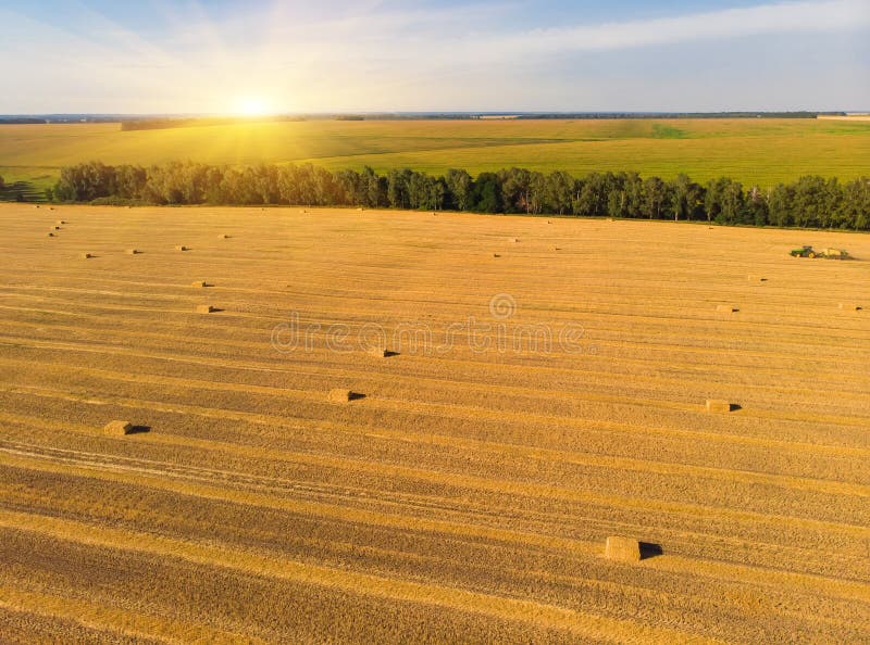Sheaves of Straw in a Wheat Field Stock Photo - Image of straw, barley ...