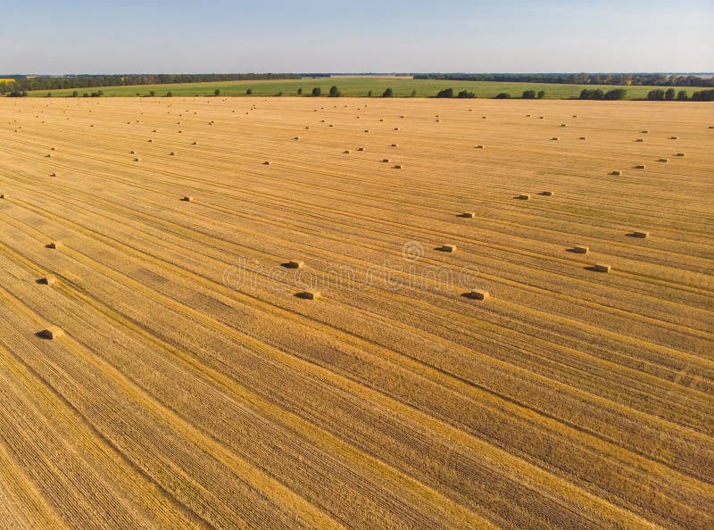 Sheaves of Straw in a Wheat Field Stock Photo - Image of stubble, wheat ...