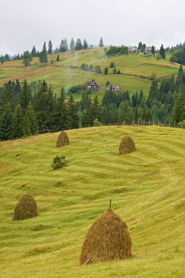 Sheaves of wheat harvest stock image. Image of rural - 10778117