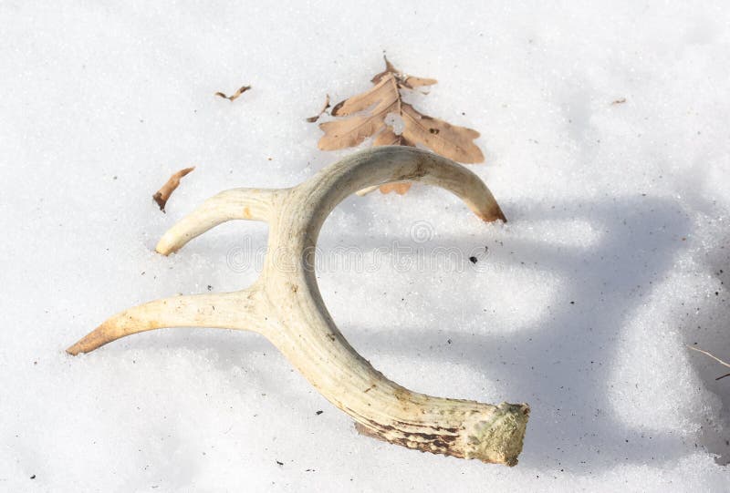 Shed Antler in Snow. stock photo. Image of woods, young - 8211014