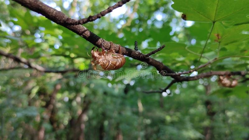 Shed Empty Shell of a Cicada after Molting Stock Footage - Video of ...