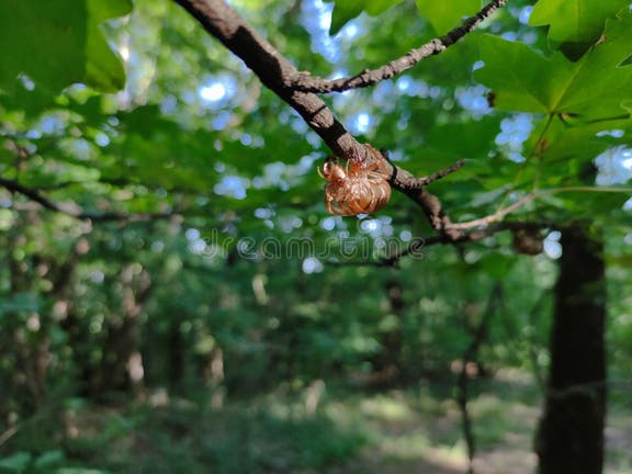 Shed Empty Shell of a Cicada after Molting Stock Image - Image of shell ...