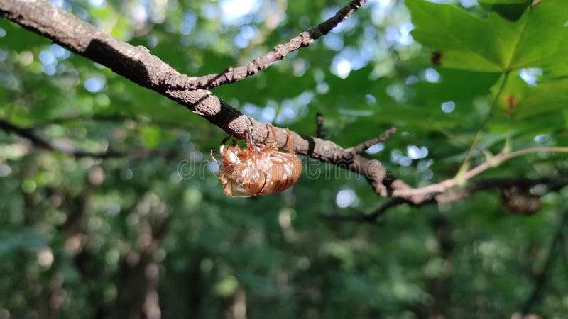 Shed Empty Shell of a Cicada after Molting Stock Footage - Video of ...