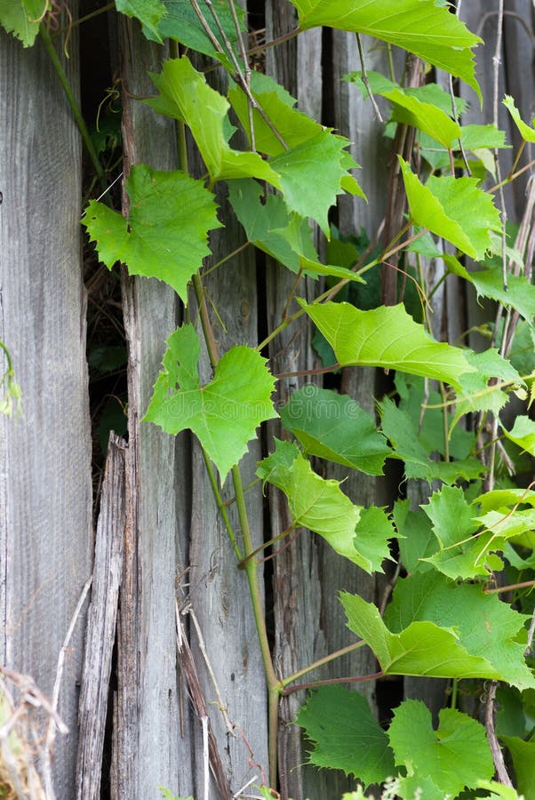 Shed stock image. Image of people, foreground, outside - 38874451