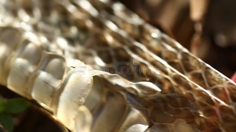 Snakeskin is Shed Skin of Snake after Moulting. the Dead Scaly Skin is ...