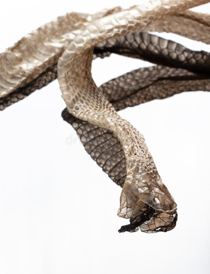 Shed snake dry skin stock photo. Image of dormant, hibernate - 73724886