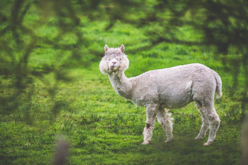 Shedded Alpaca in Chewing Action Stock Image - Image of llama, grass ...