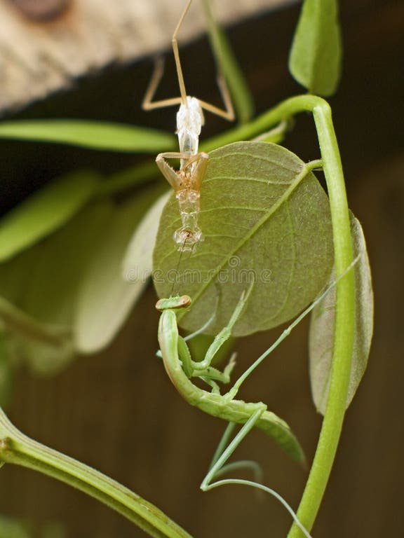 Shedding Skin stock image. Image of skin, science, legs - 183607