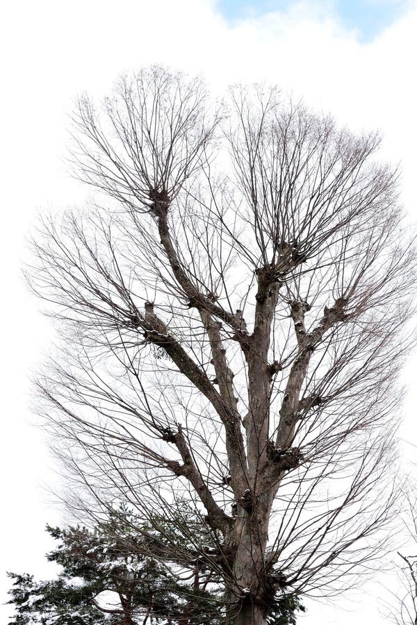 Shedding tree stock photo. Image of autumn, cold, branches - 77046414