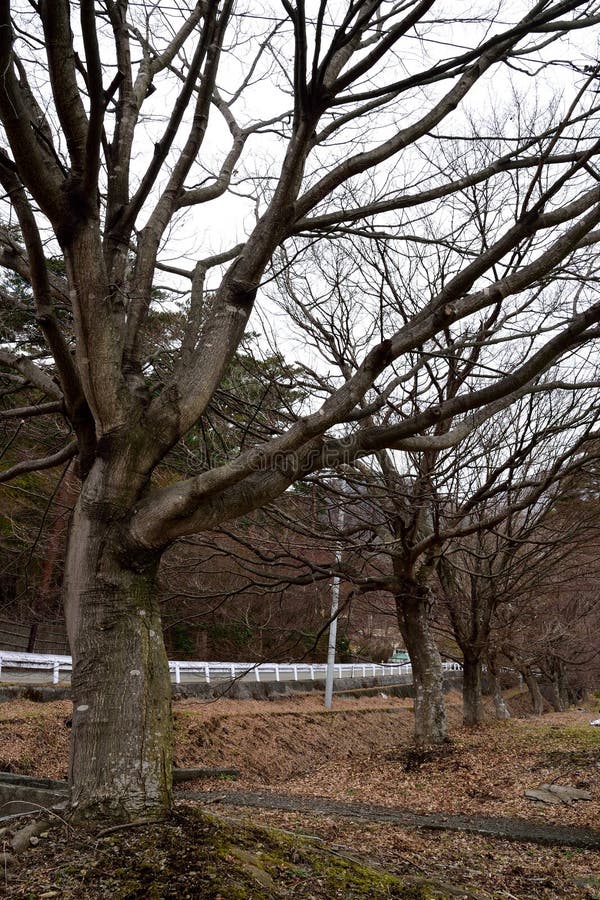 Shedding trees stock photo. Image of depression, branches - 77047228