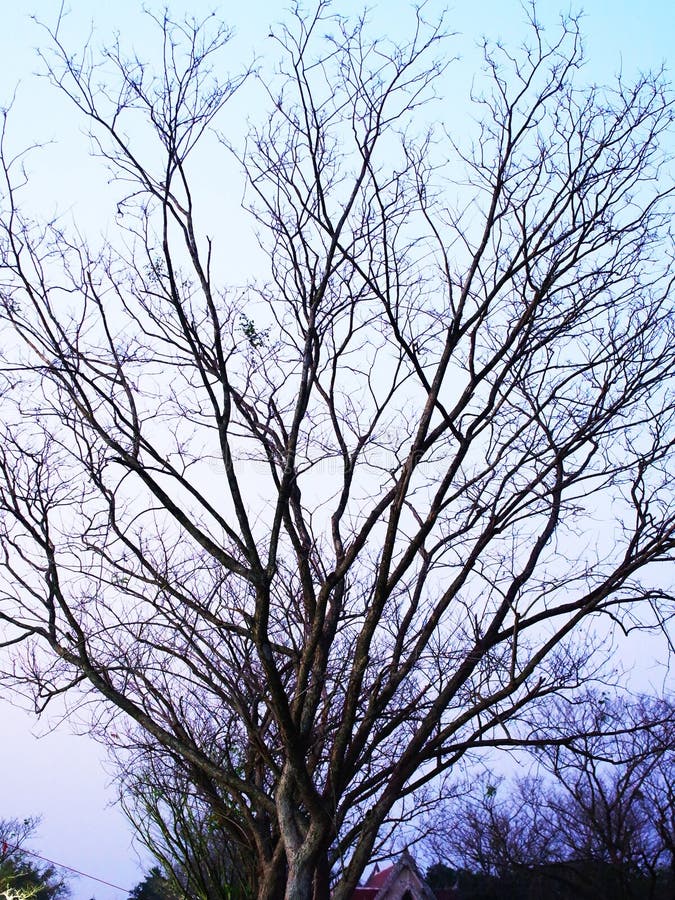 Shedding tree stock image. Image of gardening, branches - 31033935