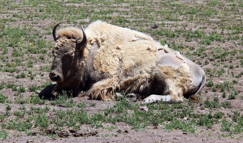 Shedding White Bison stock image. Image of laying, animal - 42800307