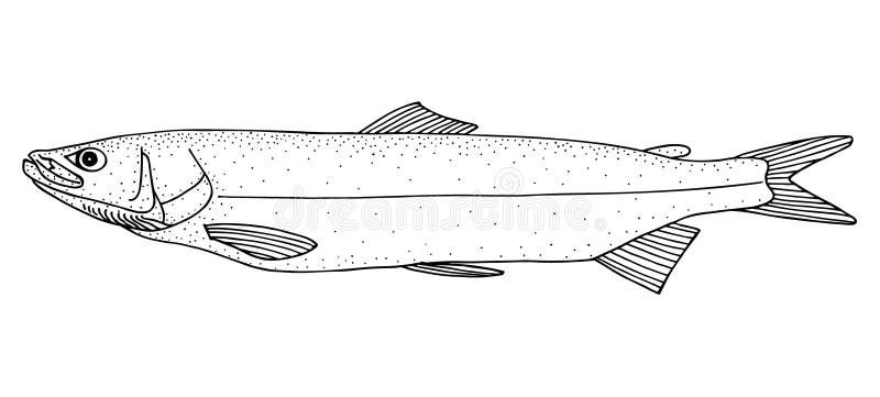 Sheefish. Hand Drawn Realistic Black Line Illustration. Stock Vector ...