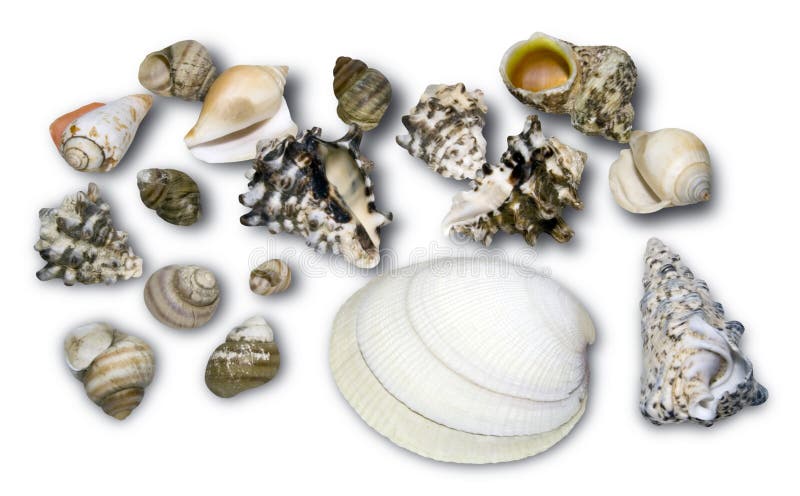 Sheels Shells Of All Colours And Sizes Stock Image - Image of handful ...