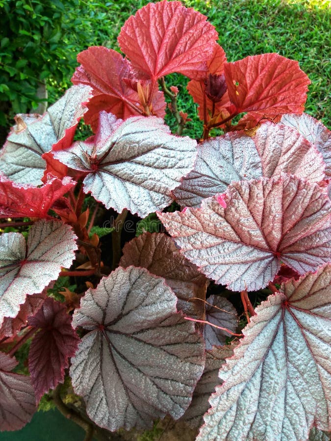 103 Begonia Rex Silver Stock Photos - Free & Royalty-Free Stock Photos ...