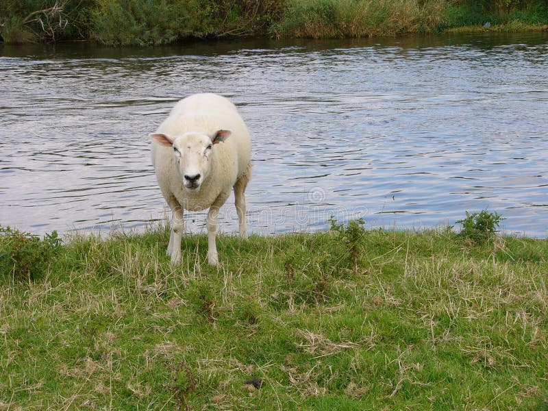 Sheep Picture. Image: 102406