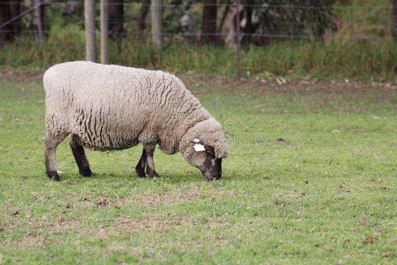 Dirty Sheep Grazing on a Grassy Hillside Stock Image - Image of ovis ...