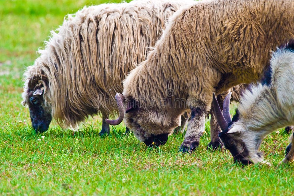 Sheep stock image. Image of neck, barn, brown, kick, brush - 10944761