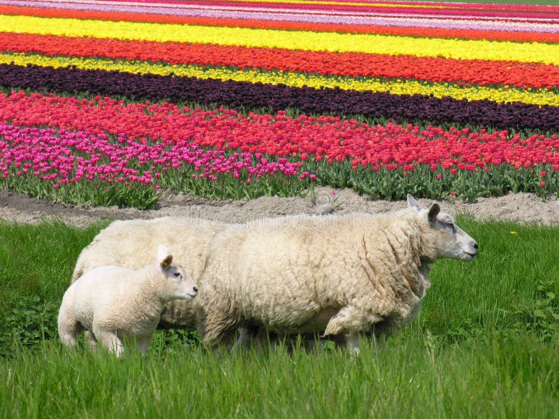 Sheep stock photo. Image of spring, dutch, blue, landscape - 111898