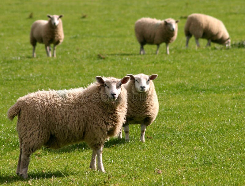 Sheep stock photo. Image of grass, lamps, sheep, ewes, wool - 114022