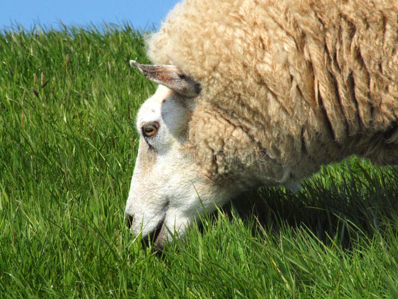 One Sheep Isolated at Green Background Stock Image - Image of beige ...