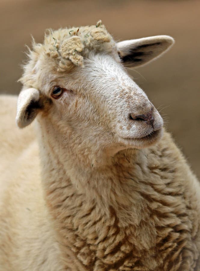 Smiling sheep stock photo. Image of mouth, watch, grey - 26159124