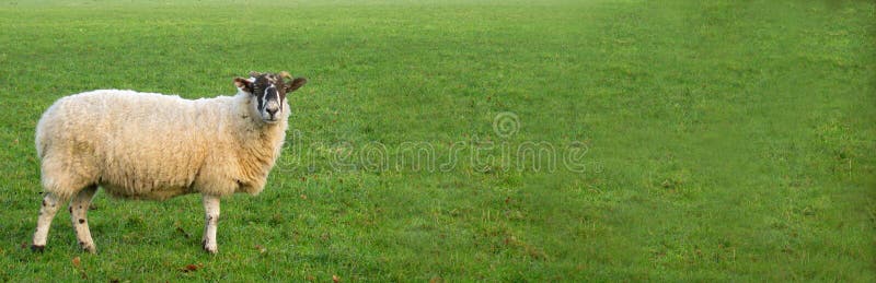 Sheep stock image. Image of farm, sheep, outside, field - 12611695