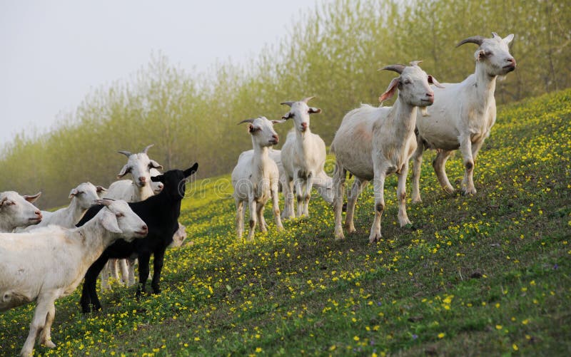 Sheep stock photo. Image of central, blue, lakes, environmental - 12853568